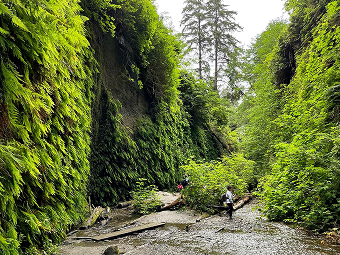 Fern Canyon's vertical walls create a Jurassic-like corridor &ndash; no wonder Spielberg thought this was the perfect backdrop for dinosaurs to roam.