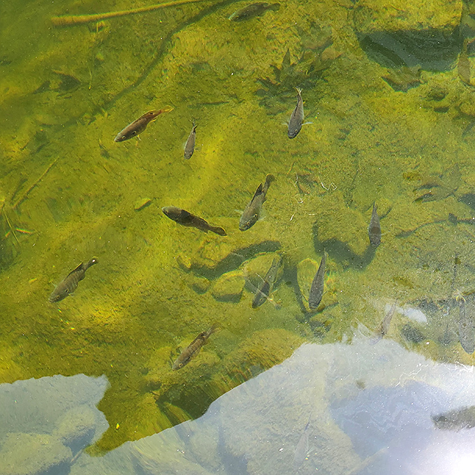 Underwater neighbors you didn't expect: These native fish have front-row seats to one of California's most spectacular shows every single day.