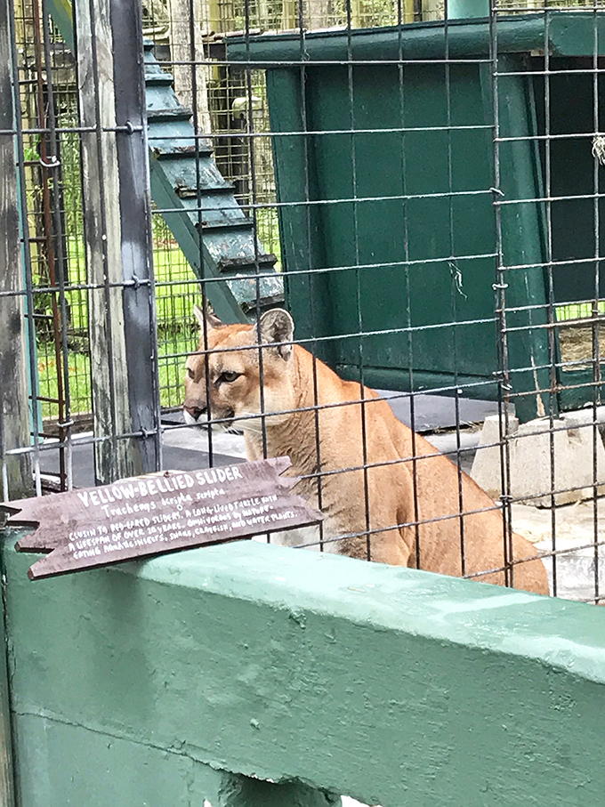 Florida's elusive mountain lion giving the classic "I was napping" face that cats of all sizes have perfected over millennia.