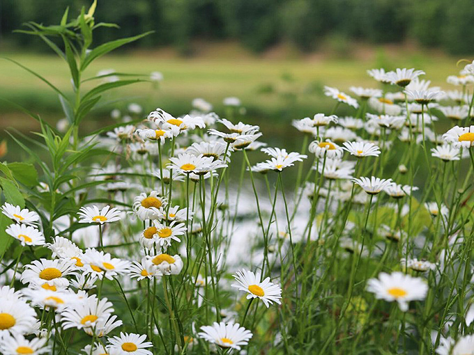 Nature's confetti: wildflowers dancing in the summer breeze. These daisies are the park's way of saying "thanks for visiting" without the gift shop markup. 
