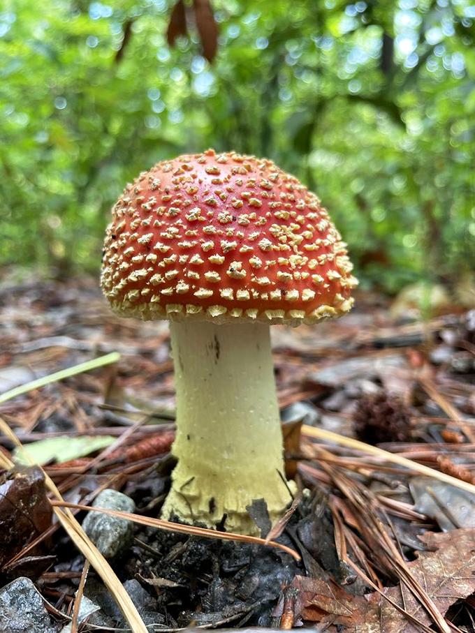 Nature's little red-capped performer takes center stage on the forest floor&mdash;beautiful to photograph, but definitely not tonight's dinner special. 