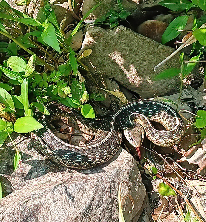 Meet one of Delaware's original residents! This garter snake reminds us we're just visitors in a wilderness that thrived long before smartphones.
