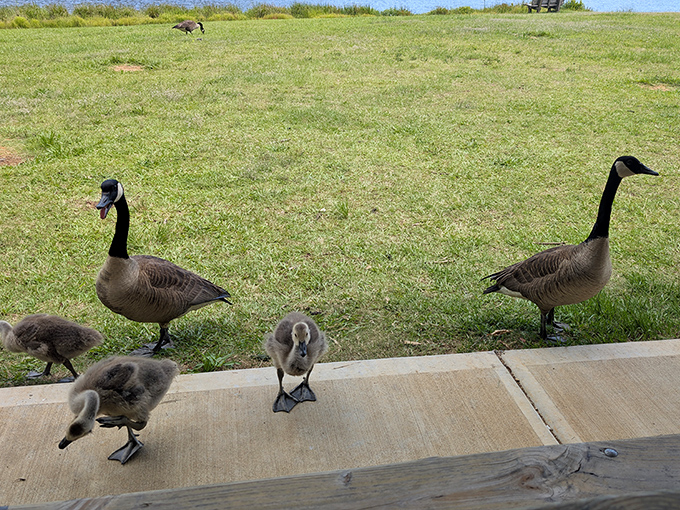 The welcoming committee doesn't stand on ceremony. These Canada geese and their fuzzy offspring patrol the grounds with military precision and casual entitlement.