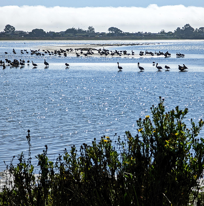 Pelicans and waterfowl gather for what appears to be an important conference on the state of fish supplies in the shimmering bay below.