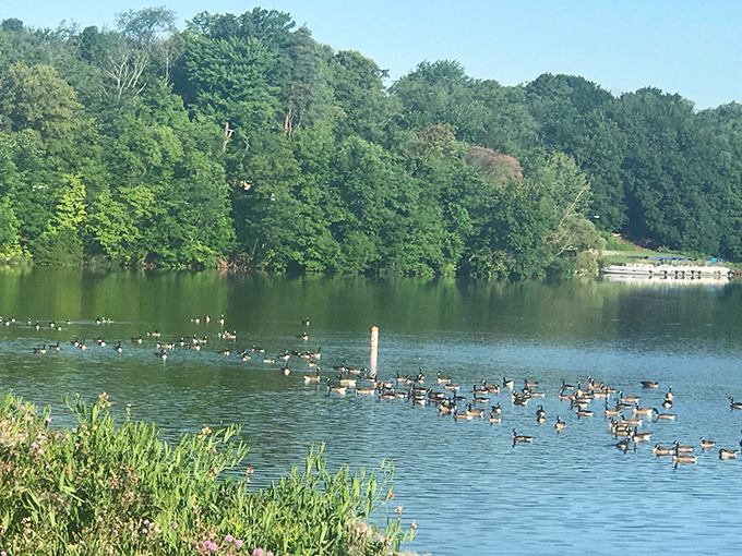 Local geese patrol the shoreline like feathered security guards who've never met a picnic they didn't investigate.
