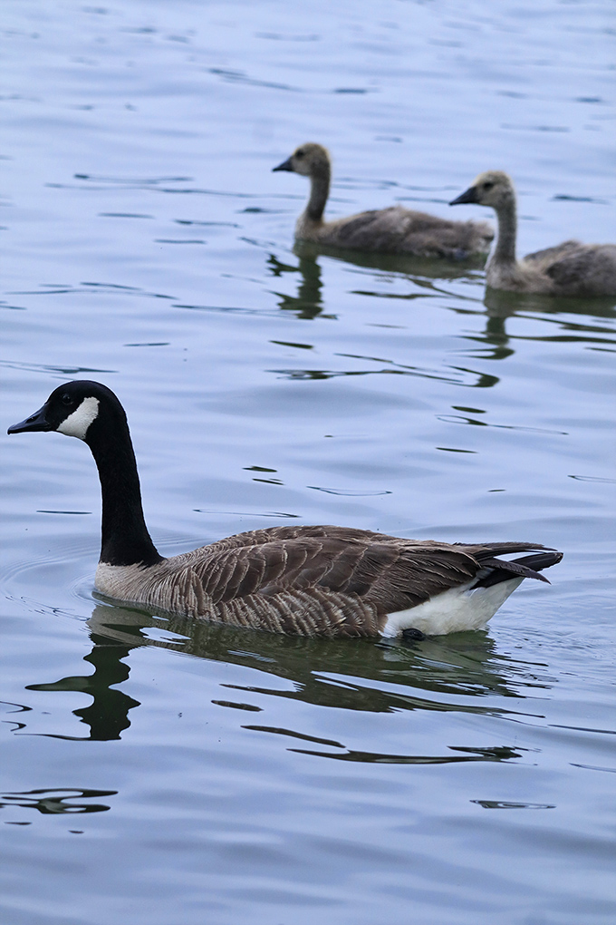 The local welcoming committee doesn't shake hands but might shake tail feathers if you get too close to their territory.