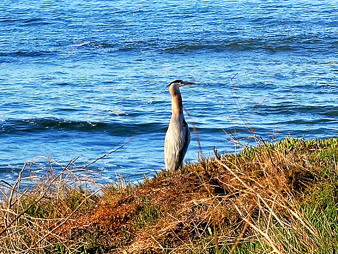 Local celebrities like this majestic heron know the best fishing spots along the coast.