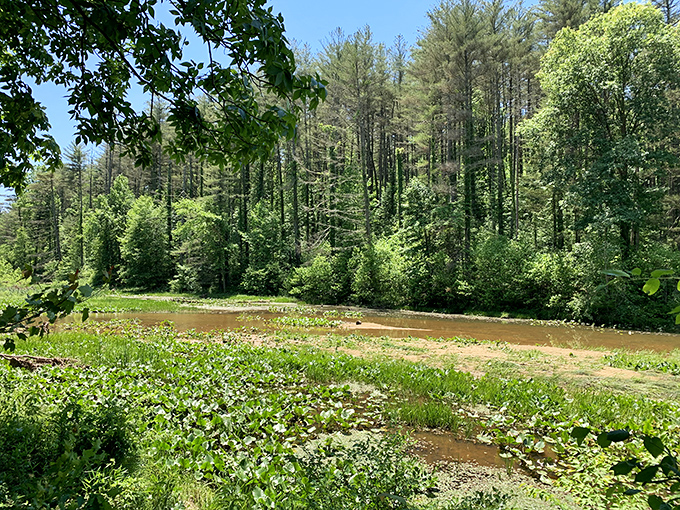 A wetland ecosystem thriving with lily pads and aquatic plants &ndash; Mother Nature's version of a five-star hotel for frogs and dragonflies.