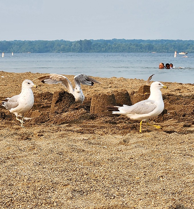 This seagull's judging your sandwich choices with the intensity of a food critic at a county fair.