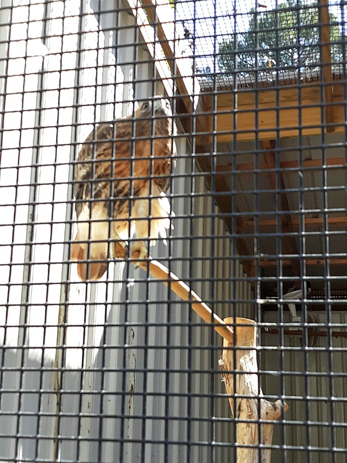 Nature's ambassador with feathers and talons&mdash;this hawk watches visitors with the same intensity I reserve for watching pizzas being made in wood-fired ovens.