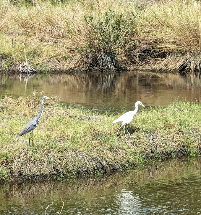 Nature's odd couple on patrol. A great blue heron and snowy egret demonstrate peaceful coexistence while hunting along Bulow Creek's fertile shoreline.