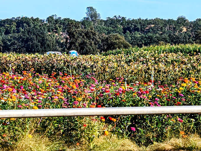 Local farms burst with color, reminding visitors that California's most impressive displays aren't always on screens in Silicon Valley.