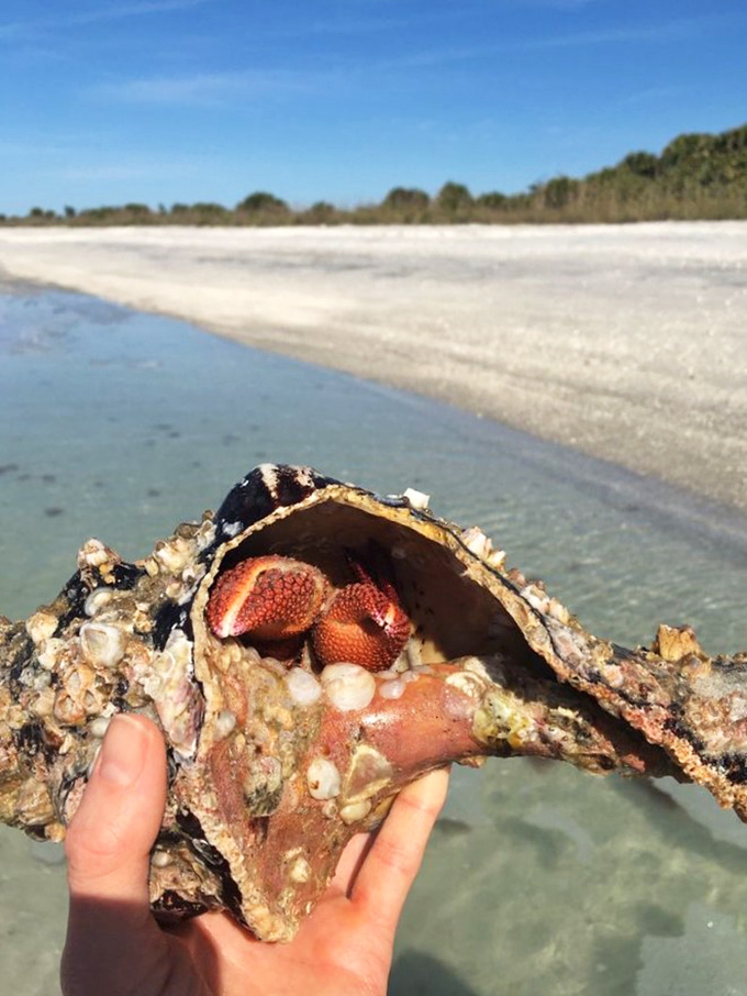 Talk about finding the perfect home! This hermit crab discovered beachfront property with a view that would cost millions in the human world.