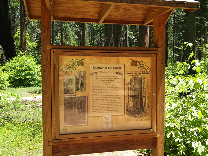 Mother of the Forest stands immortalized in this display, teaching us about both wonder and regret.