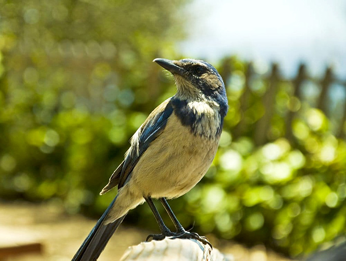 This scrub jay isn't just posing for National Geographic&mdash;he's wondering why you packed such boring snacks for your hike.