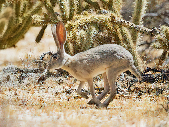 Desert jackrabbit on the move. Those ears aren't just for show &ndash; they're nature's air conditioning system in a fur-covered package.