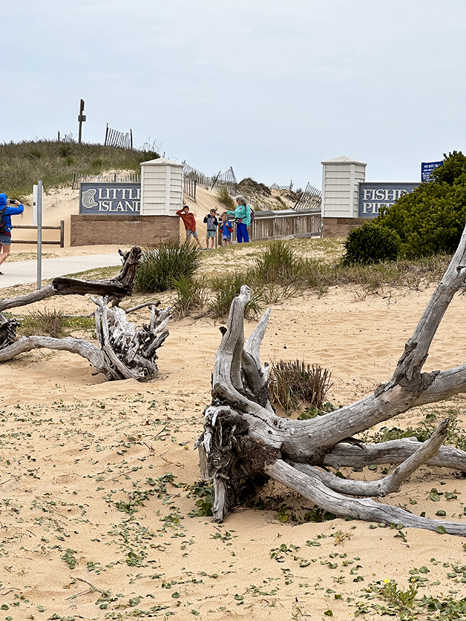 Little Island Park's driftwood sentinels stand guard at the entrance, nature's own sculptural welcome to one of Sandbridge's hidden treasures.