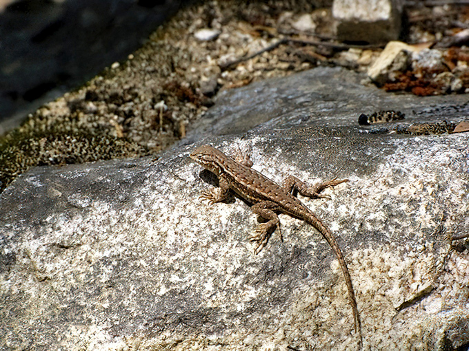 Local resident catching some rays. This little lizard has prime real estate with waterfall views most humans would pay millions for.