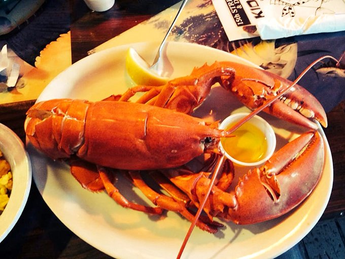 This Maine lobster isn't just dinner&mdash;it's a crimson-clad celebrity making a grand entrance on your plate, butter paparazzi in hot pursuit.