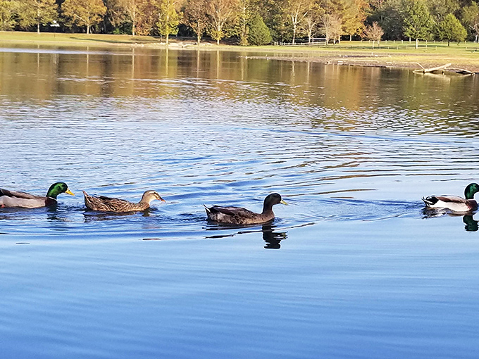 These mallards glide across glass-like water with the confidence of runway models, completely unaware of their postcard perfection.