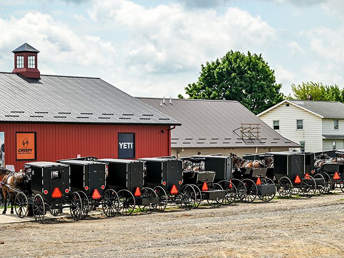 Mt. Hope Auction: where bidding wars are fought with paddles, not keyboards.