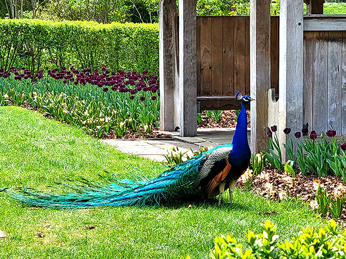 "Excuse me, coming through!" A resident peacock struts his stuff, adding living art to the already stunning garden backdrop.