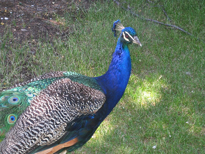 The garden's resident peacock struts his stuff, clearly aware he's the only masterpiece here not made of stone.