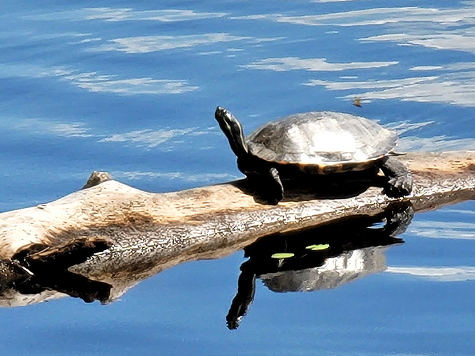 This turtle's sunbathing technique puts your beach lounging to shame. Nature's original solar-powered relaxation specialist.