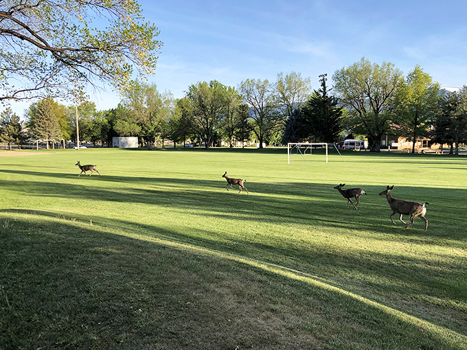 Where else but Susanville can you watch deer casually commandeer the local soccer field? Nature's athletes practicing their own beautiful game.