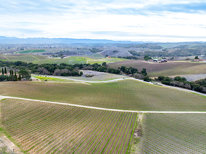 Rolling hills of vines stretch like a Bob Ross painting, except this masterpiece produces wine.
