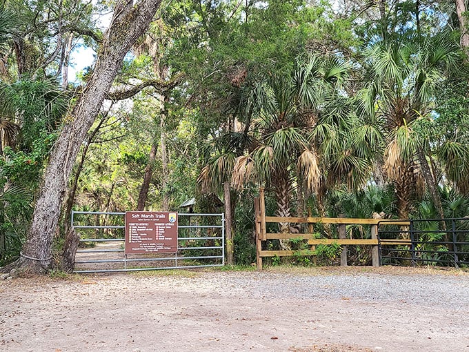 Winding trails lead adventurous souls through marshlands where herons fish better than most humans.