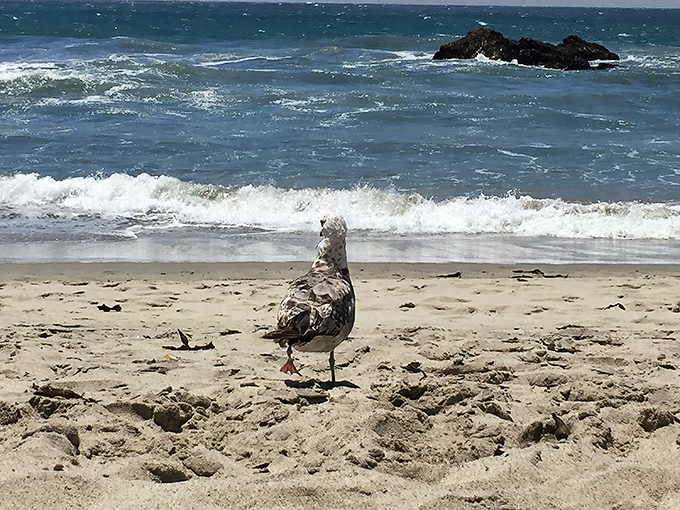 Even the seagulls here seem to pose for photos, strutting across the sand like they own the place.