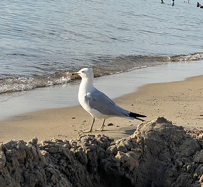 "Got any snacks?" This feathered local greets visitors with the same hopeful expression my uncle has at family potlucks.