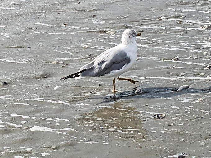 "Excuse me, do you have a moment to talk about beach conservation?" This seagull looks ready to deliver an important coastal message.