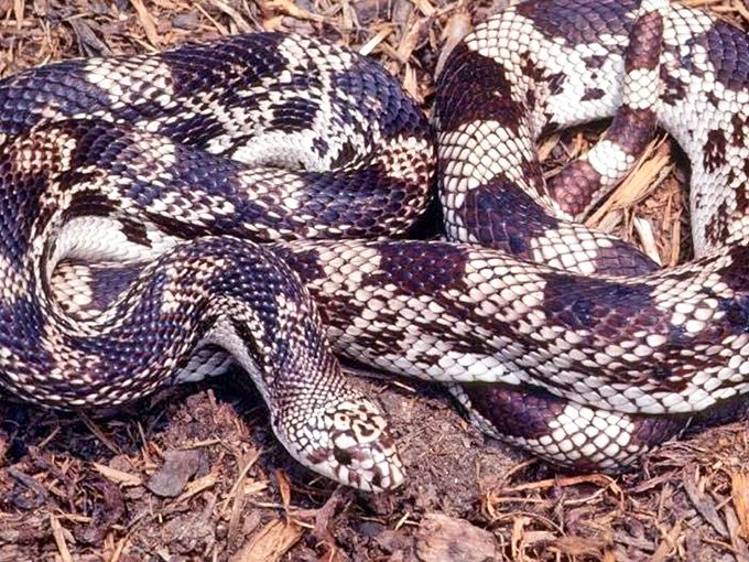 Florida's version of a welcome committee. This patterned resident prefers to be admired from a respectful distance&mdash;very respectful.