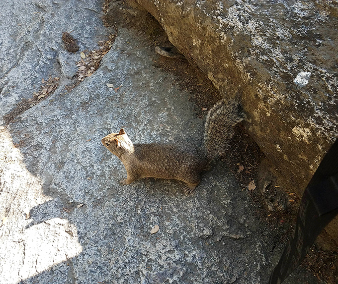 Local wildlife committee member conducting official backpack inspections, hoping to negotiate favorable snack terms with passing hikers.