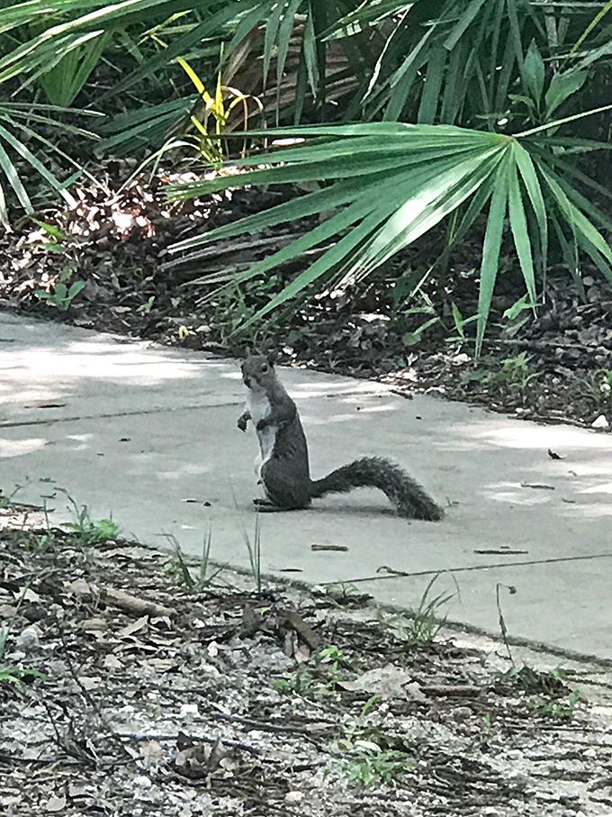 "Excuse me, do you have a moment to talk about acorn conservation?" Local wildlife conducting impromptu sidewalk meetings.