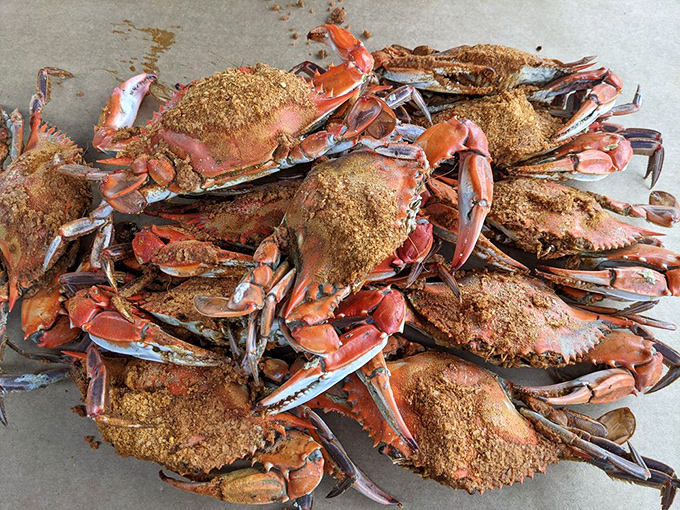 The main event: steamed Maryland blue crabs wearing their spicy Old Bay armor, ready for the delicious battle of hammer versus shell.