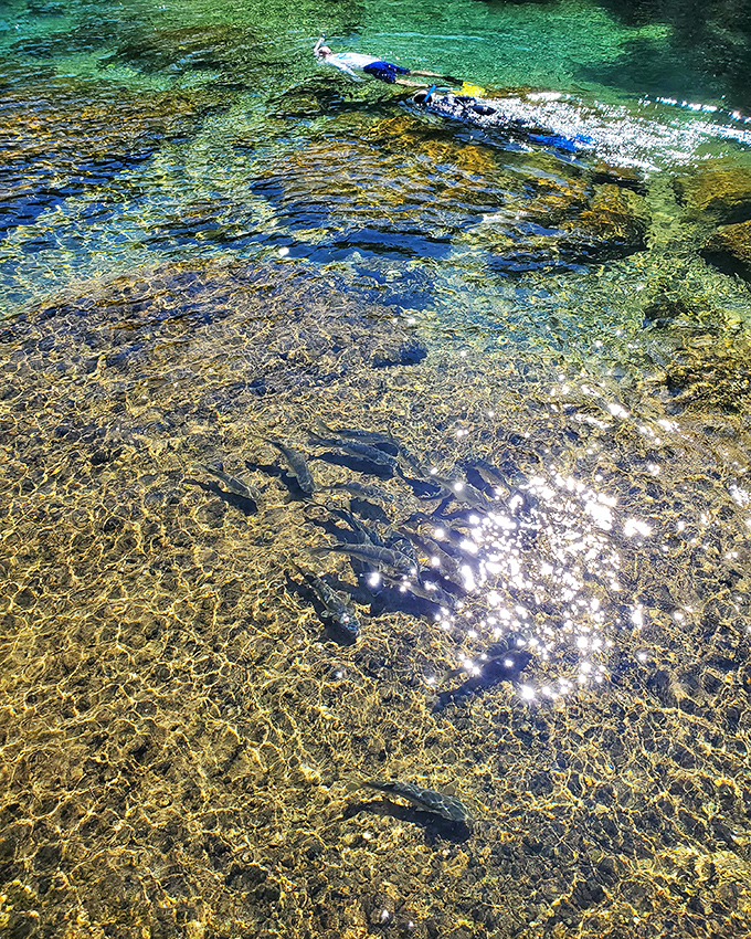 Sunlight dances across the spring floor, creating a light show that no Vegas production could ever match. Nature's own disco ball effect.