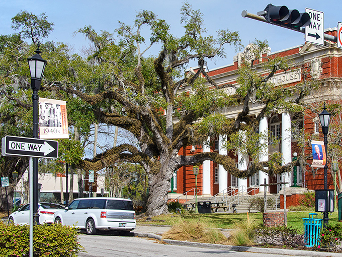 This ancient oak has witnessed more Brooksville history than any history book could hold—nature's own time capsule with branches for the ages.