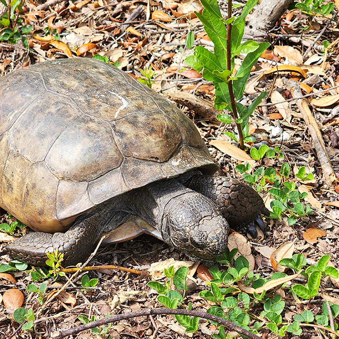 The original Florida resident giving that "you're on my lawn" look. Gopher tortoises have been perfecting social distancing for millions of years.