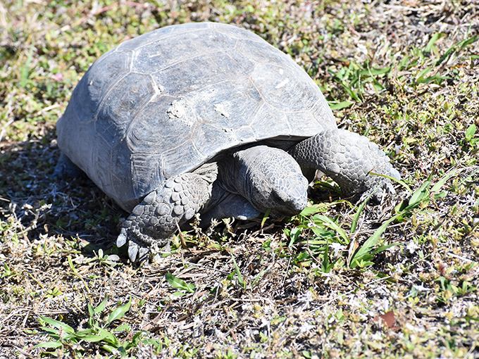 Meet the park's true VIP resident &ndash; the gopher tortoise, nature's bulldozer, methodically munching through life at a pace we could all learn from.