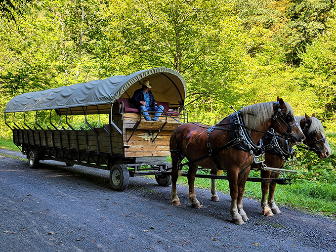 Framed by a canopy of Pennsylvania greenery, the wagon journey offers perspectives impossible to capture through a car window or smartphone screen.