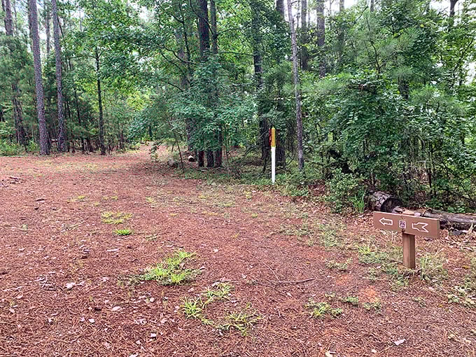 Forest trails here whisper secrets that only patient walkers get to hear &ndash; and trust me, they're worth listening to.