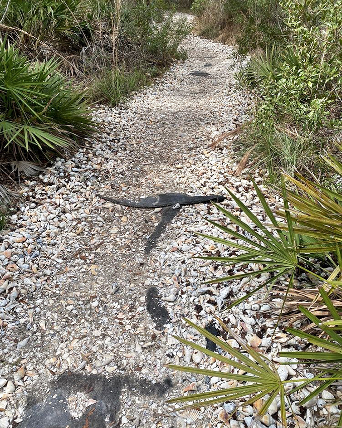 Shell-lined pathways: Nature's version of a yellow brick road, guiding adventurers through a coastal ecosystem that's remained unchanged for centuries.