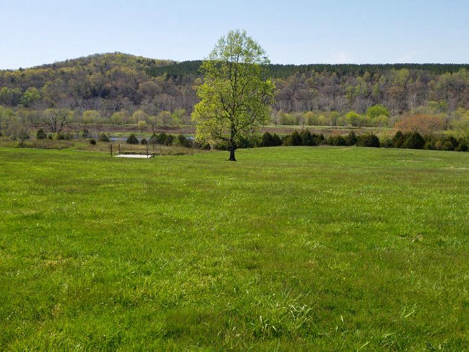 One lone tree stands sentinel over emerald fields. Nature's minimalist masterpiece proves sometimes less really is more.