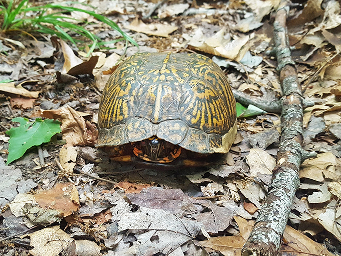 The original slow traveler. This eastern box turtle demonstrates the proper pace for appreciating Trough Creek's subtle wonders&mdash;unhurried and deliberate.