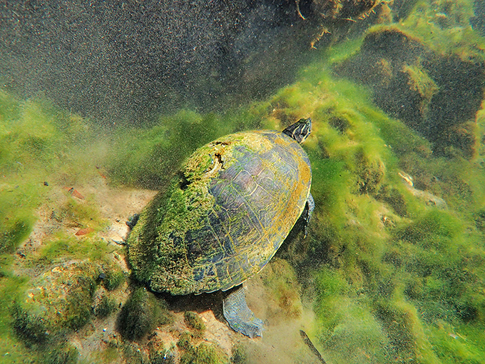 This turtle has the best real estate in Florida &ndash; a crystal-clear spring with unlimited food delivery. Talk about waterfront property!
