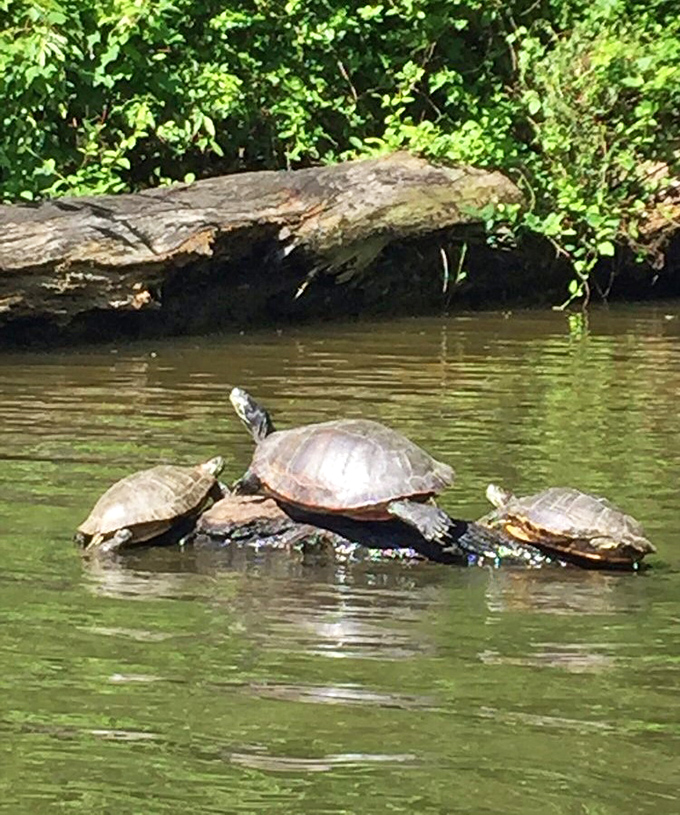 The original sunbathers: these shelled celebrities have perfected the art of lounging. Their "stack and relax" technique deserves a lifestyle blog.