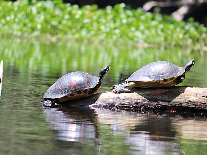 These sunbathing turtles have mastered the Florida retirement lifestyle better than any snowbird. Note their perfect log-lounging technique.